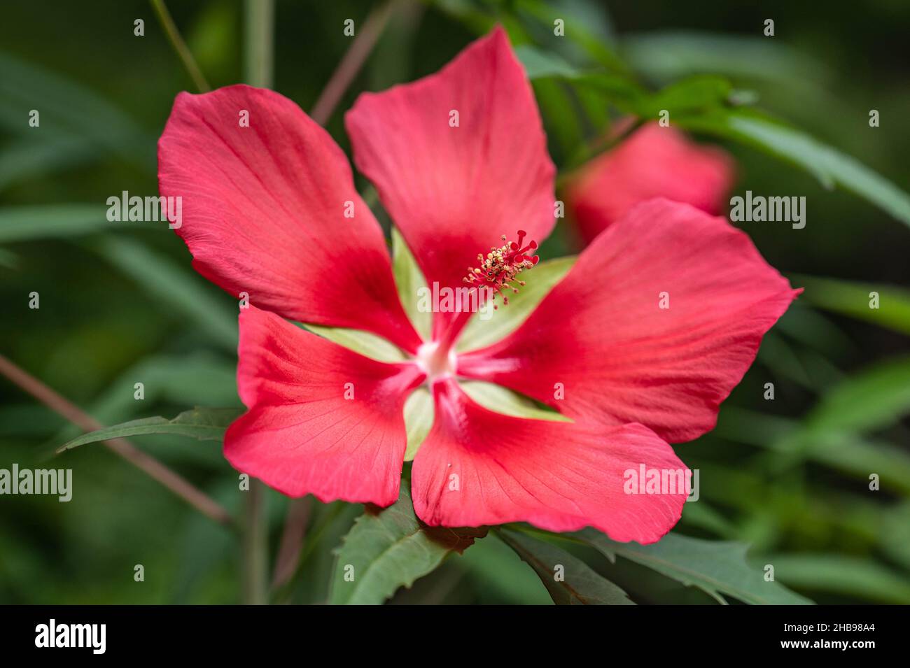 Scarlet swamp hibiscus hi-res stock photography and images - Alamy