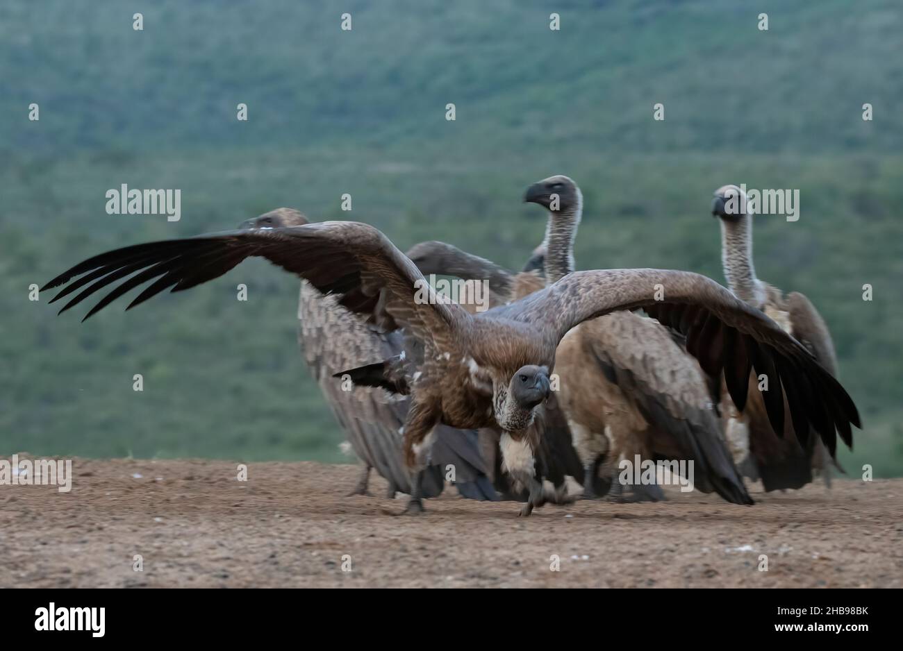 Hide bound hi-res stock photography and images - Alamy