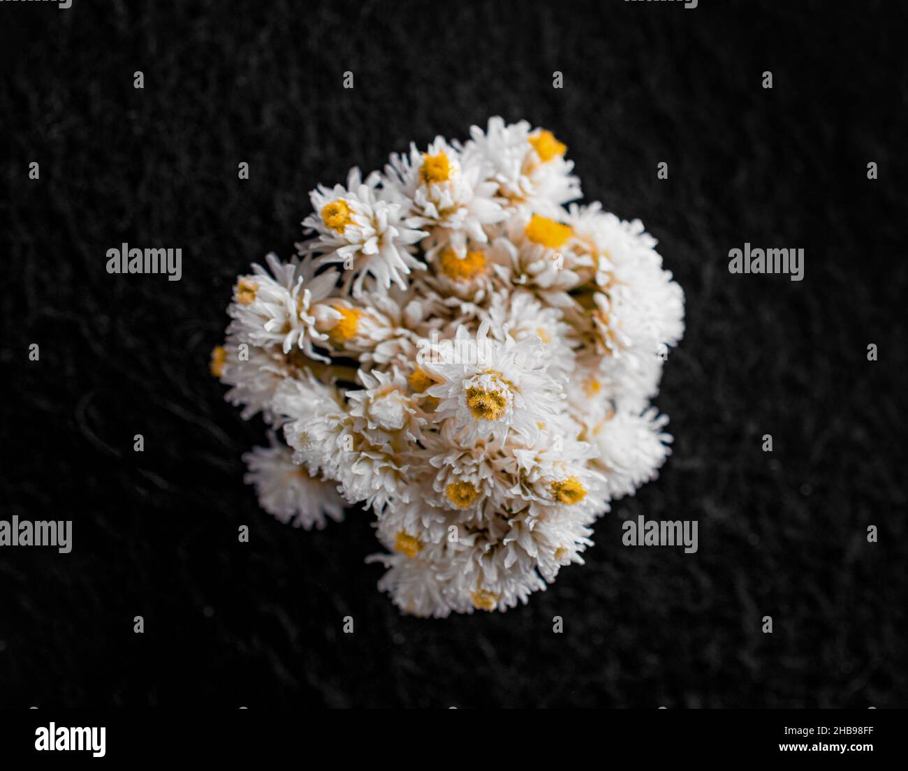 One flower on a black background. Photo from above Stock Photo - Alamy