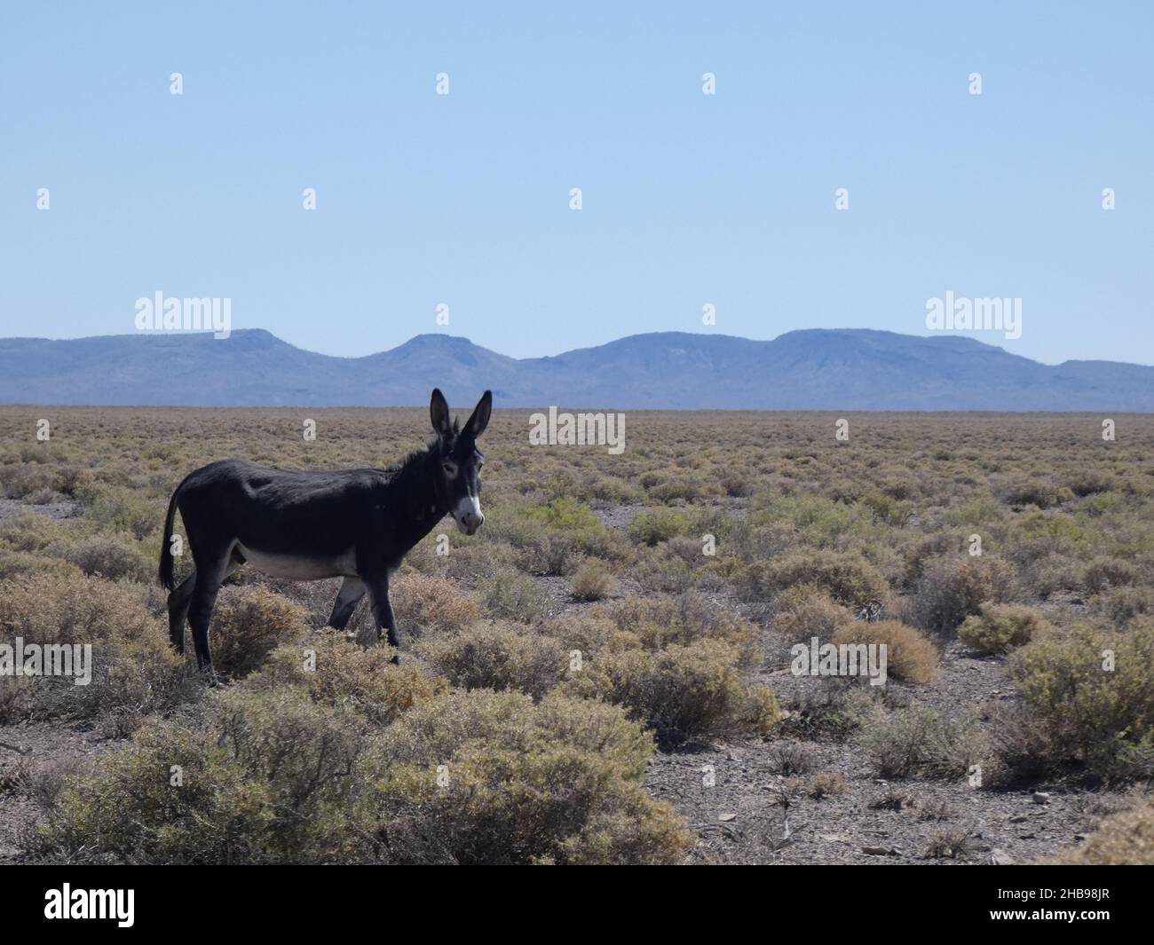 Short donkey hi-res stock photography and images - Alamy