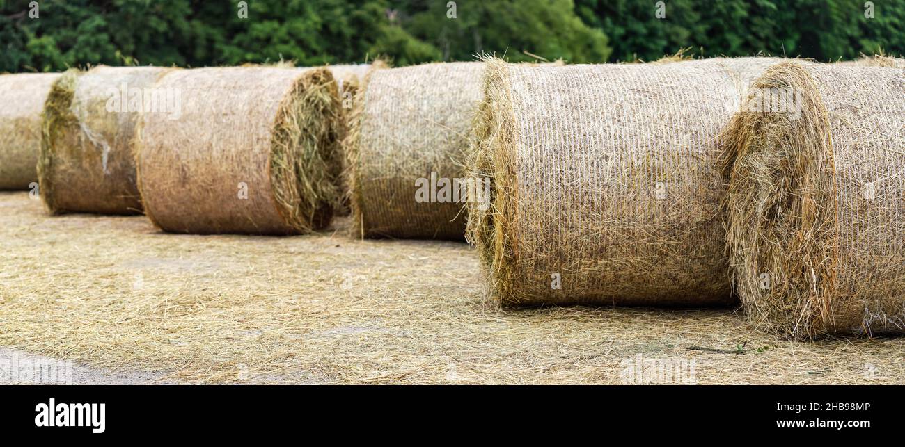 Hay stack rolls on the ground at the farm, blurred trees background ...