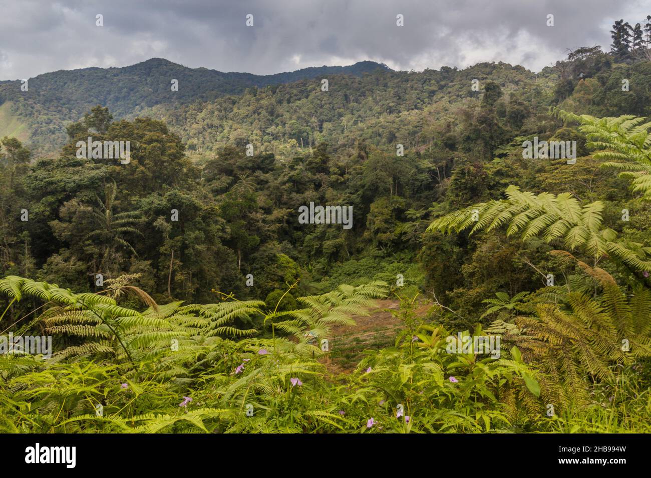 Landscape of the Cameron Highlands, Malaysia Stock Photo - Alamy