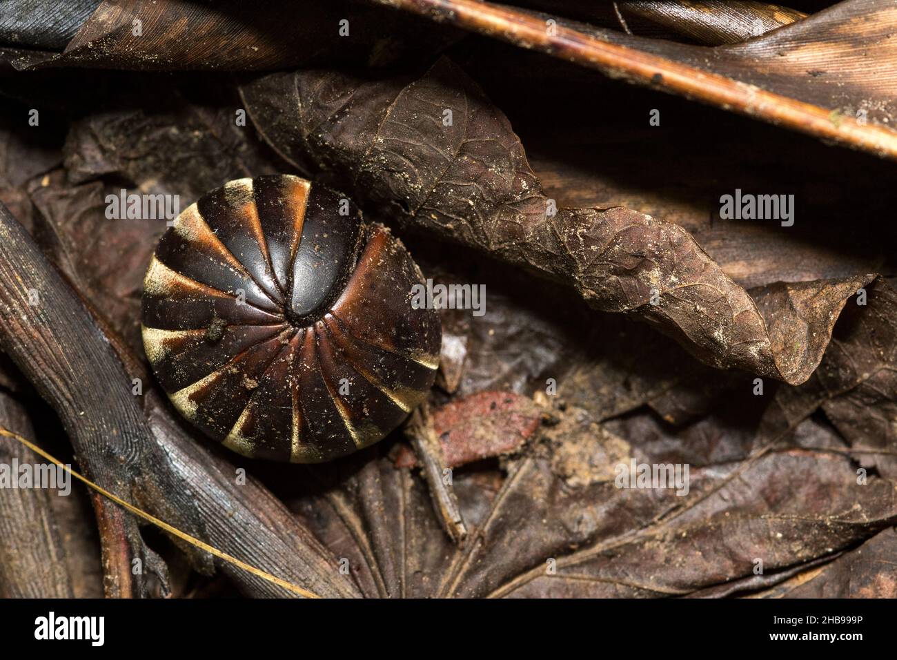 Roly Poly Pill Bug, Borneo Malaysia Stock Photo - Alamy