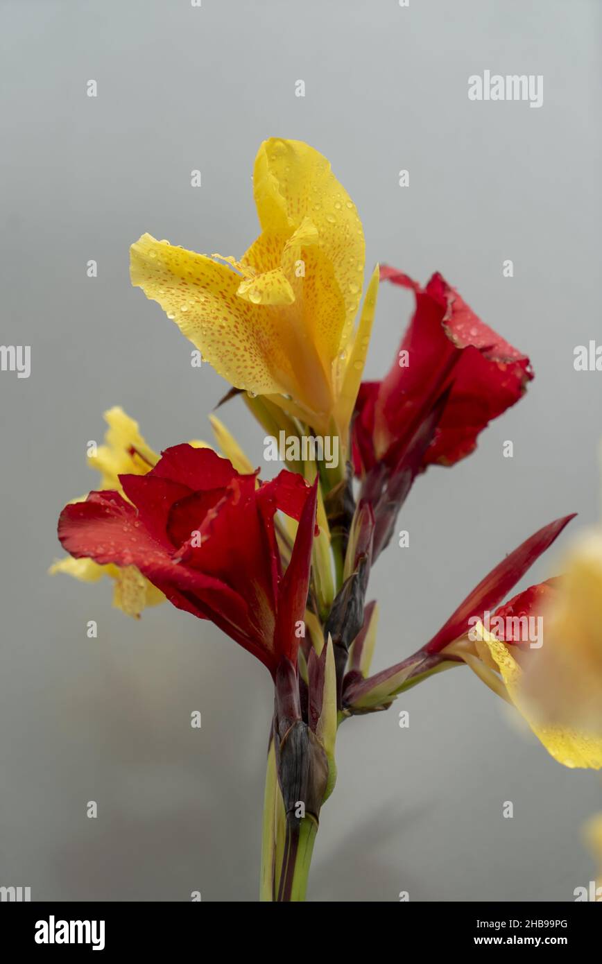 Selective focus shot of a bunch of colorful cannas Stock Photo - Alamy