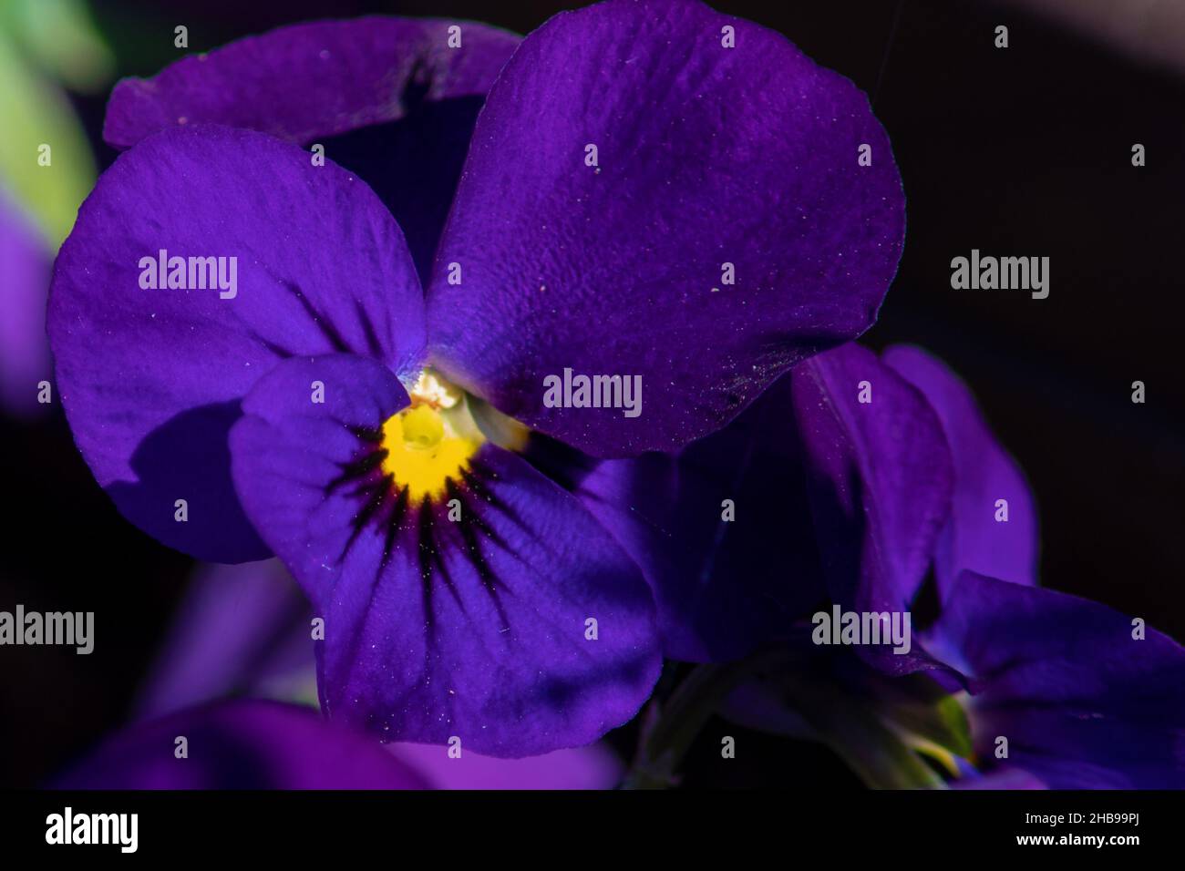Closeup of beautiful purple pansy flowers in a garden Stock Photo - Alamy