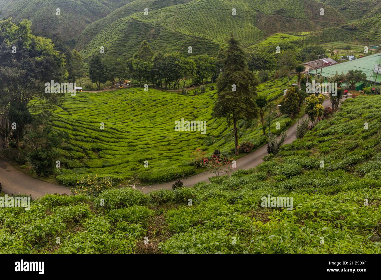 View of a tea plantation in the Cameron Highlands, Malaysia Stock Photo ...