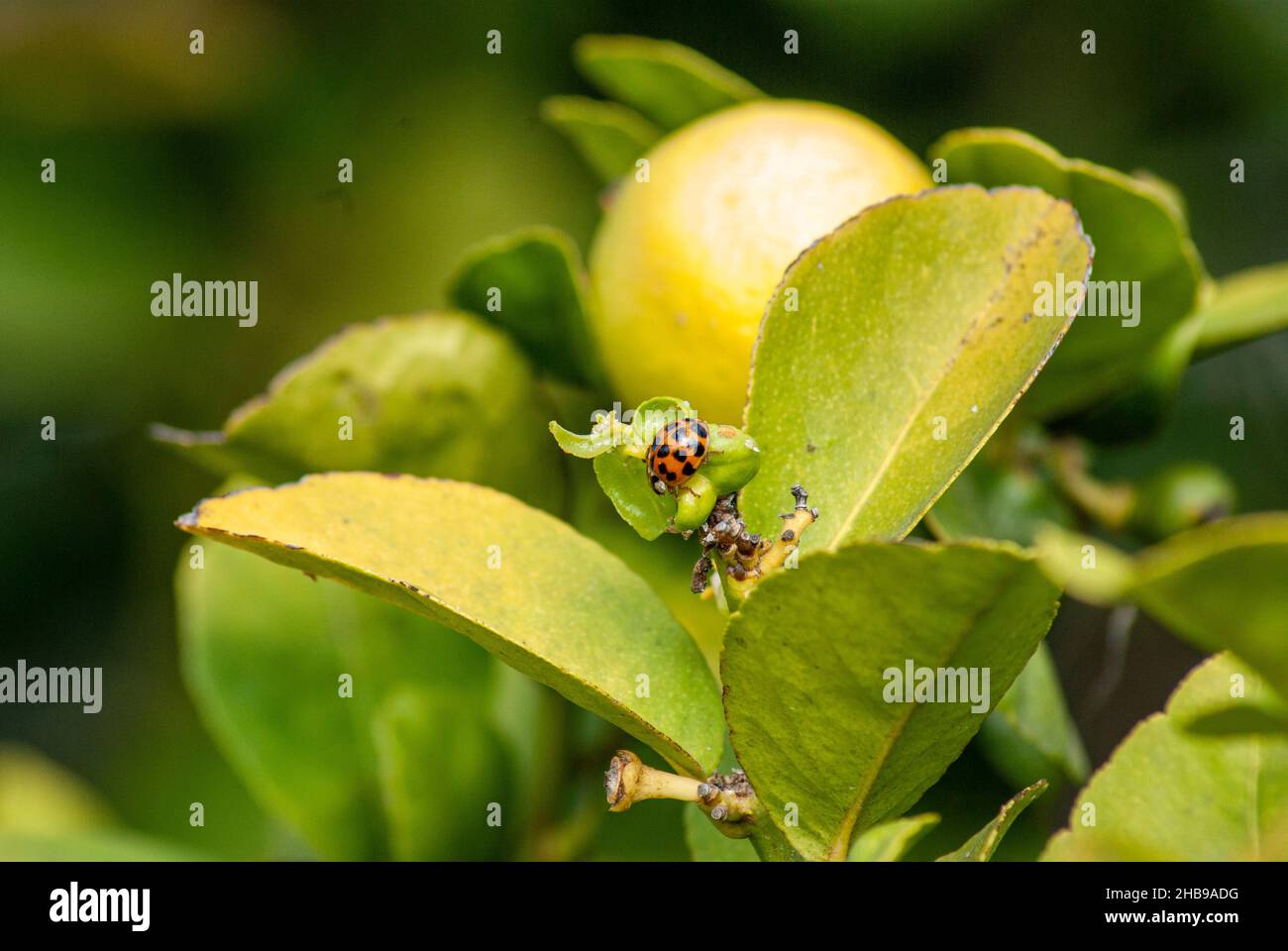 Desert bugs hi-res stock photography and images - Alamy