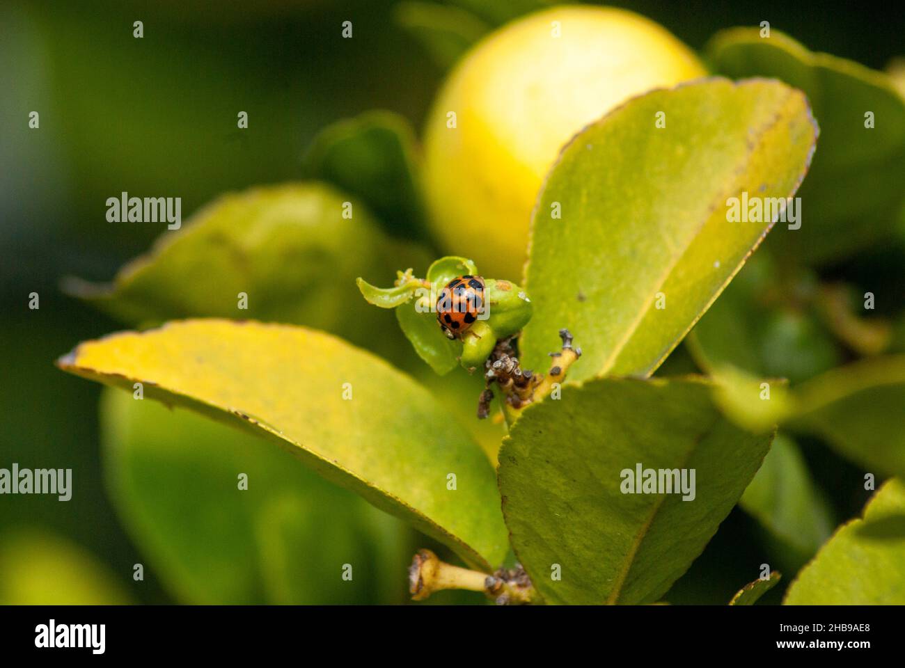 Wet bugs hi-res stock photography and images - Alamy
