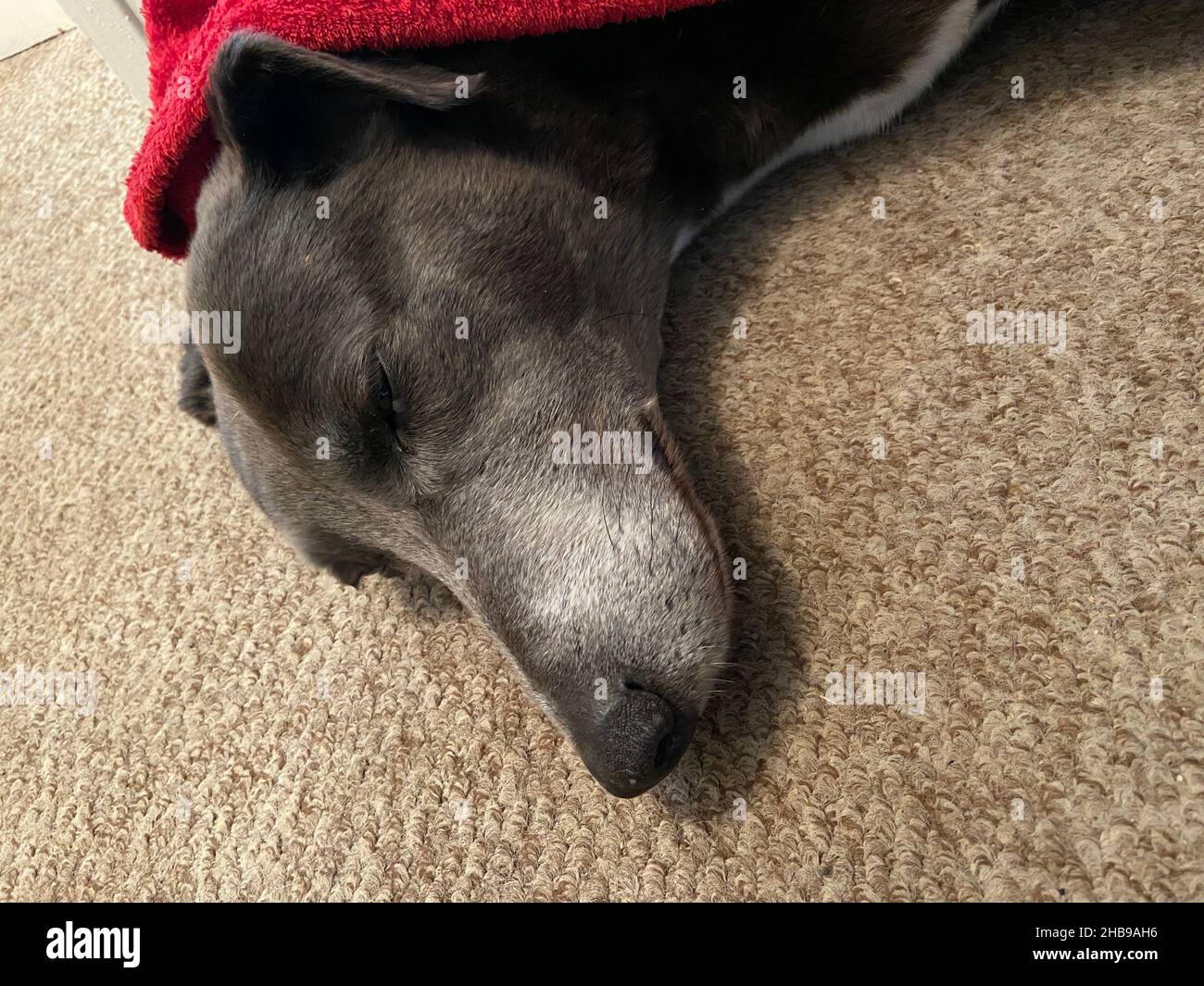 grey greyhound dog laying down in bed with blanket Stock Photo - Alamy
