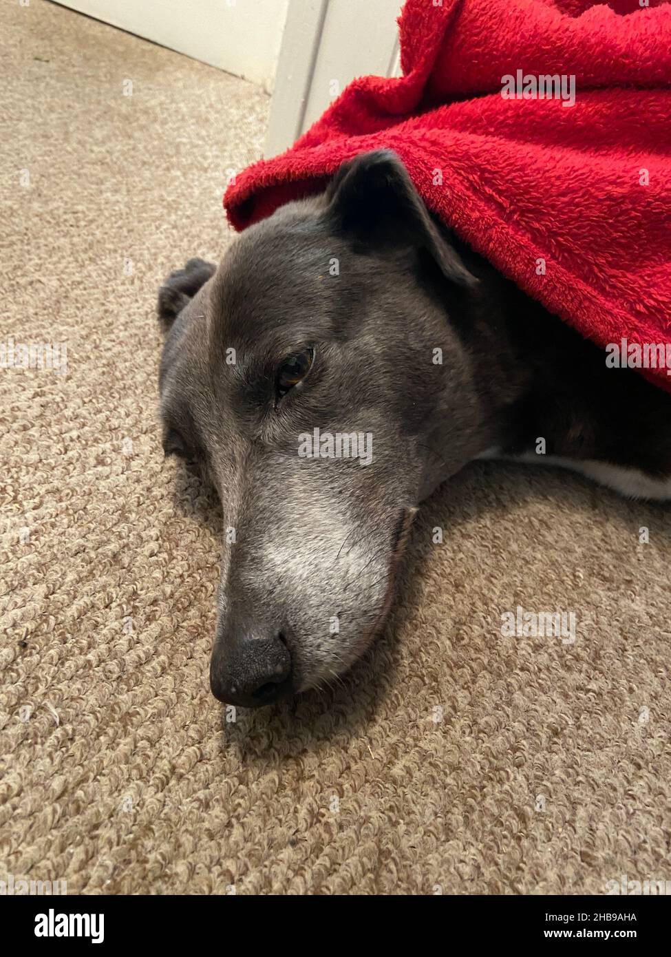grey greyhound dog laying down in bed with blanket Stock Photo - Alamy