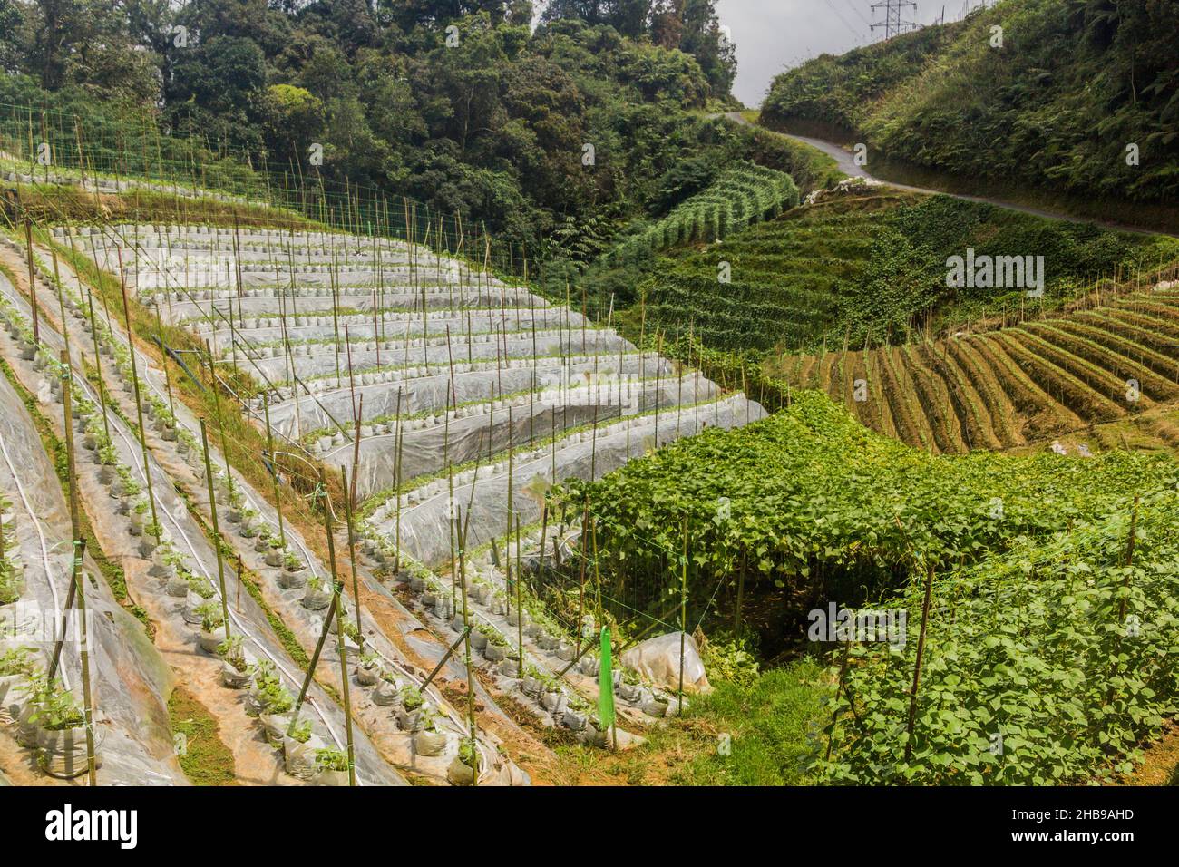 Vegetable fields in the Cameron Highlands, Malaysia Stock Photo - Alamy