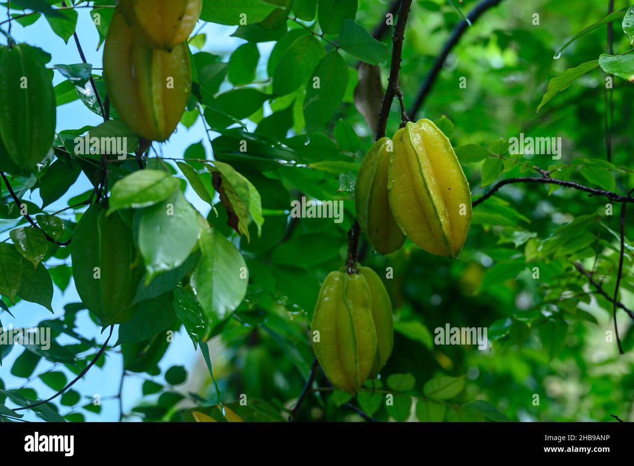 Starfruit dish on tree branch after rain. Starfruit growing in tropical ...