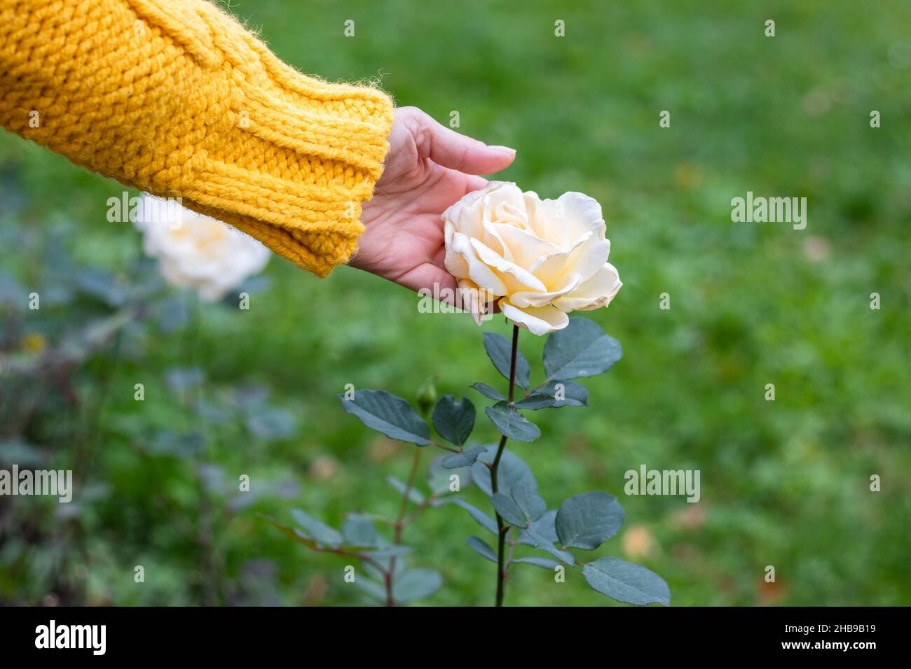 Woman hand touching flowers hi-res stock photography and images - Alamy