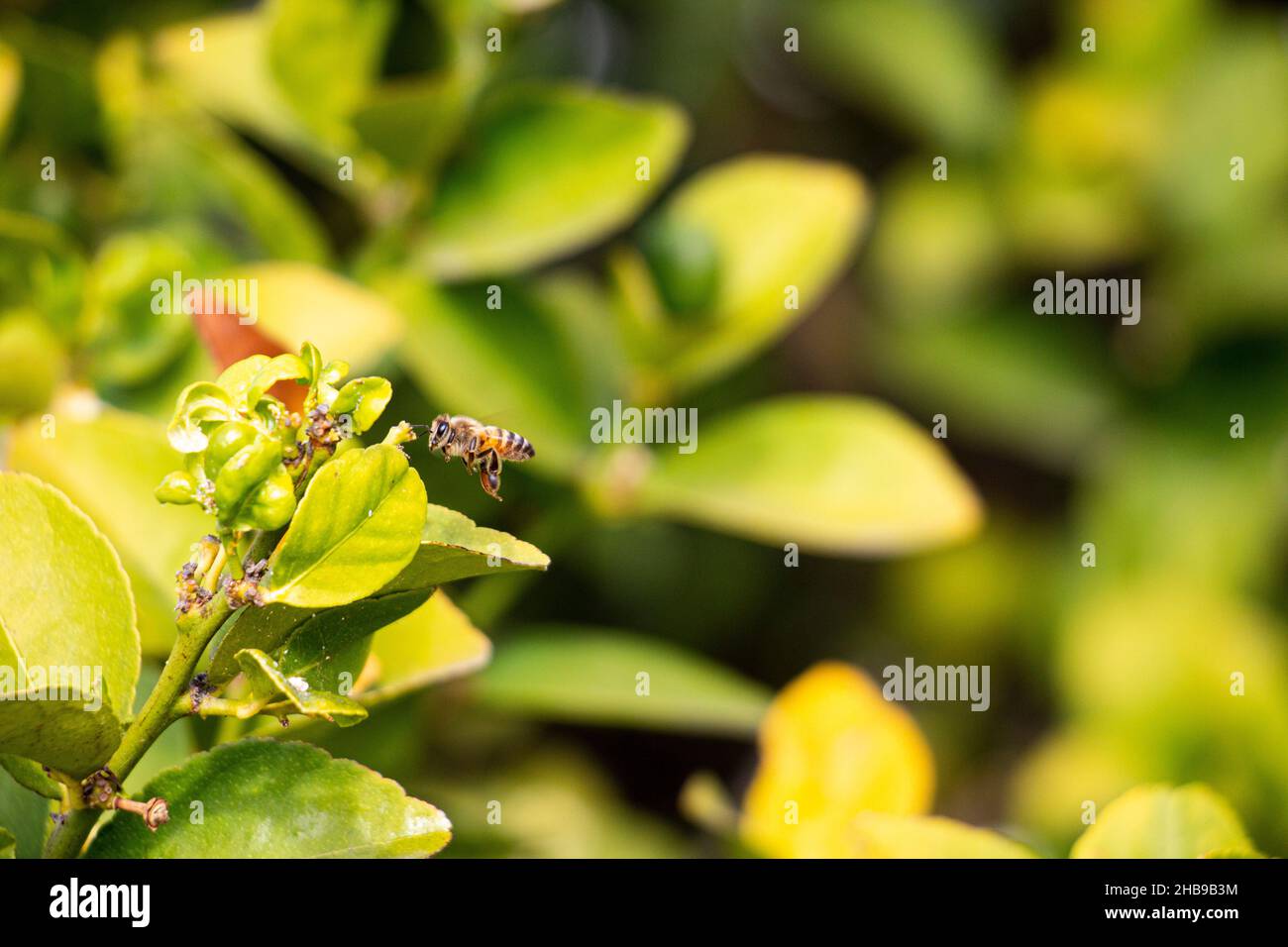Desert bugs hi-res stock photography and images - Alamy