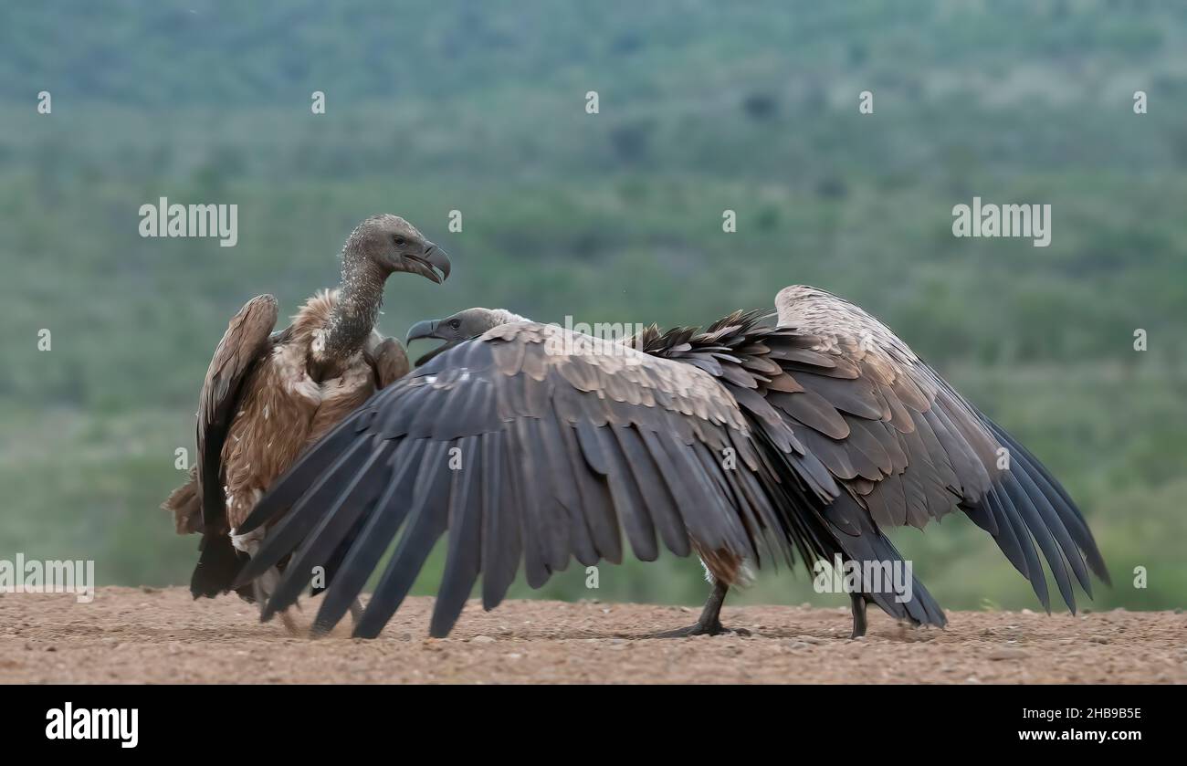 Domineering hi-res stock photography and images - Alamy