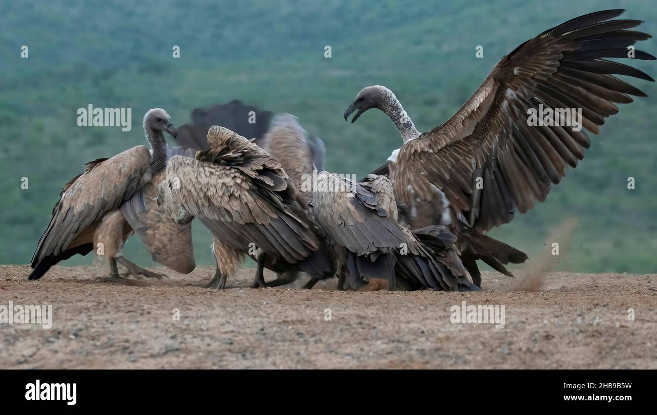 Aggressive scavengers hi-res stock photography and images - Alamy