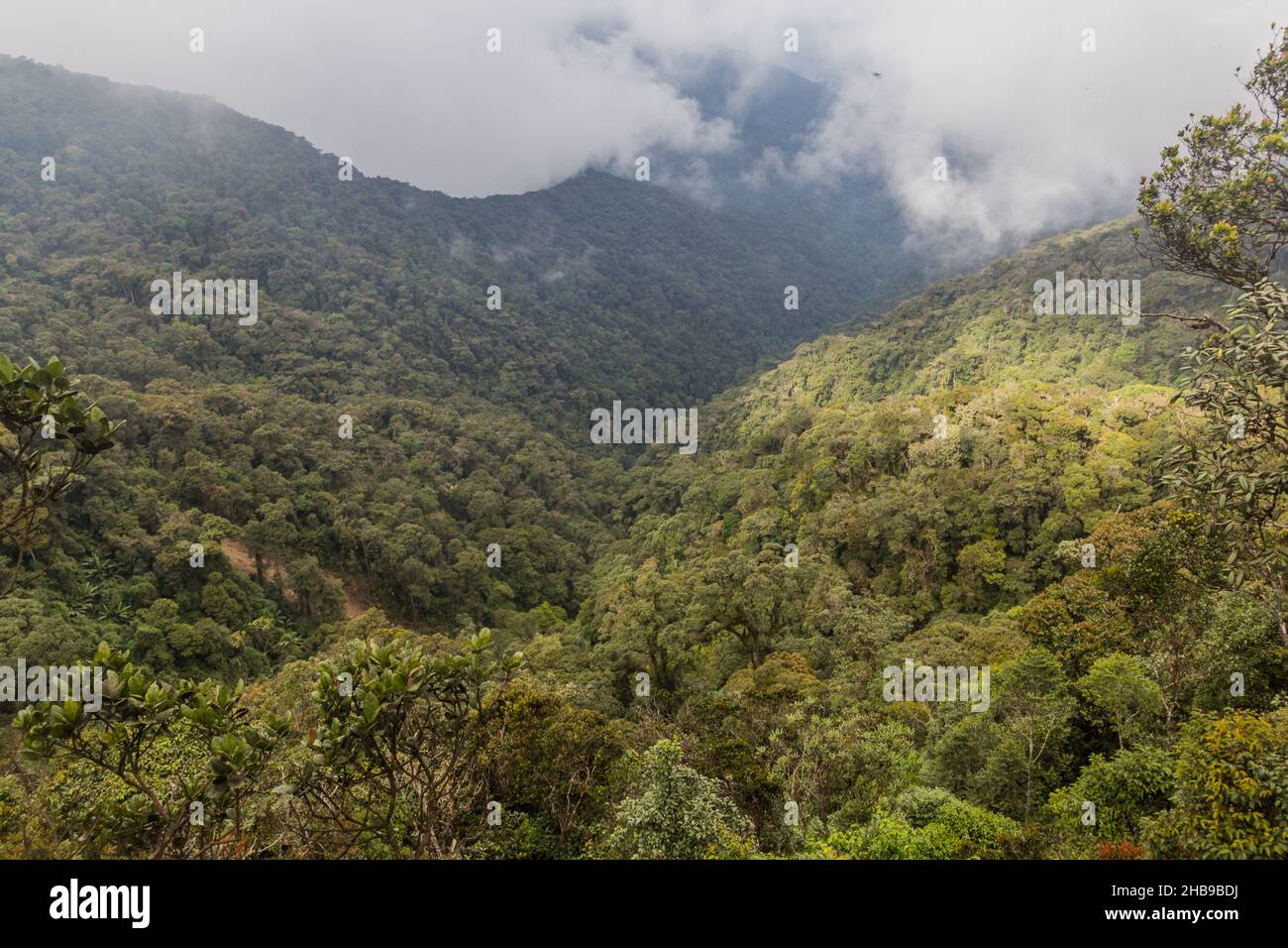 View of the Mossy Forest in the Cameron Highlands, Malaysia Stock Photo ...