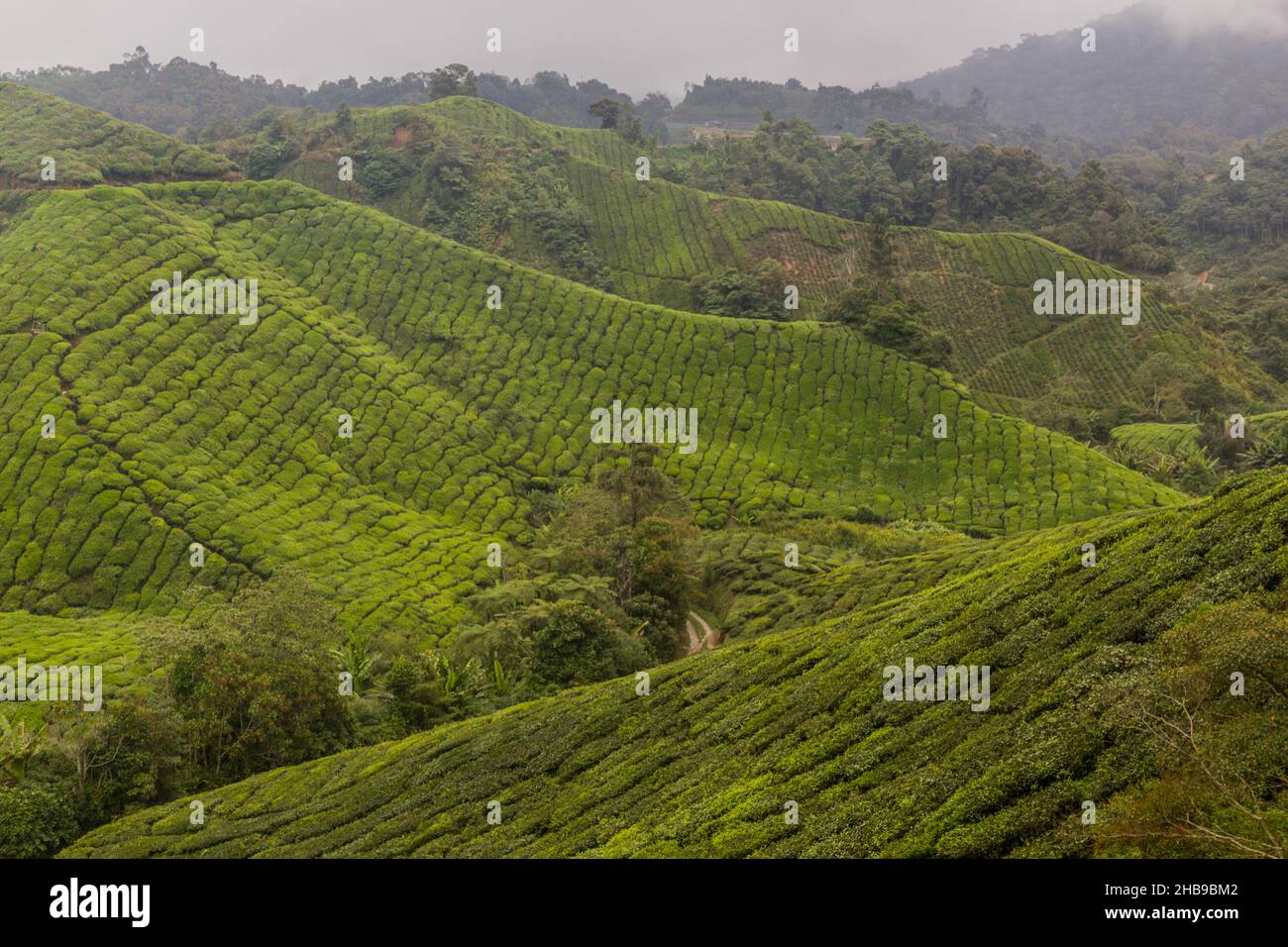 View of a tea plantations in the Cameron Highlands, Malaysia Stock ...