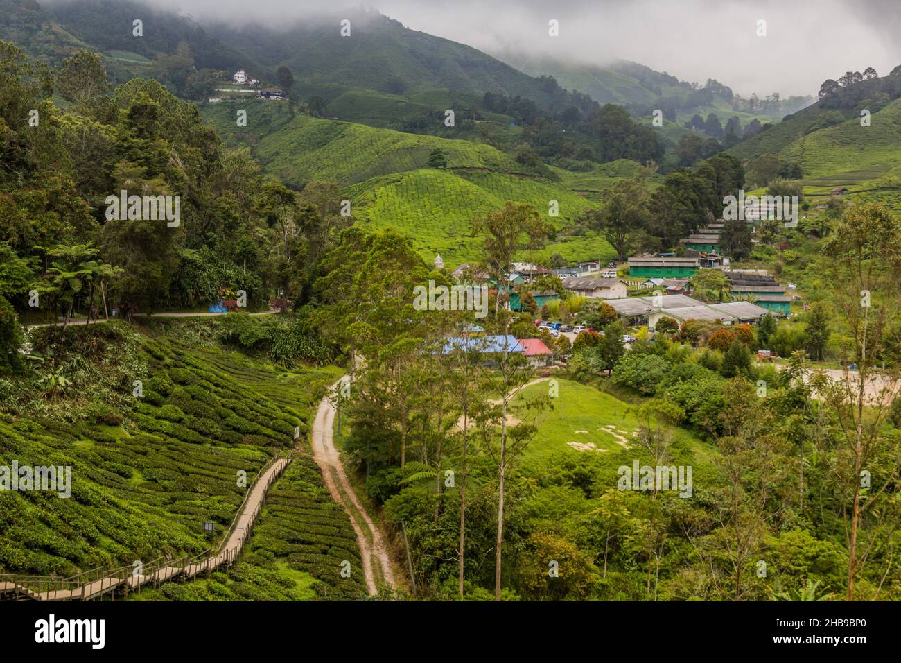 View of a tea plantations in the Cameron Highlands, Malaysia Stock ...