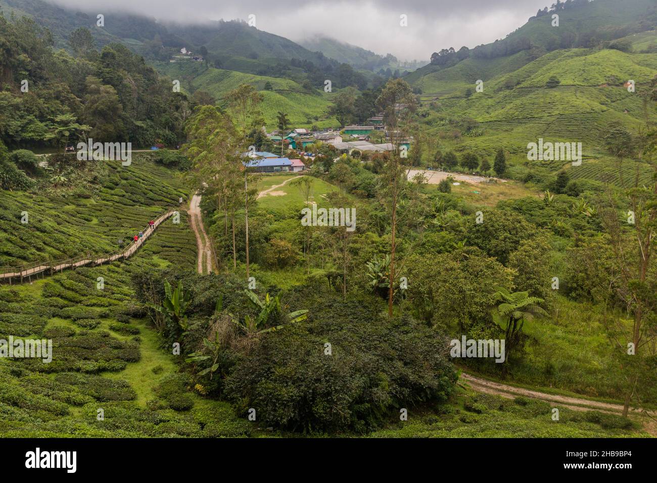 View of a tea plantations in the Cameron Highlands, Malaysia Stock ...
