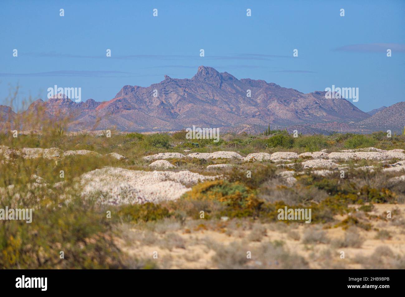 Thousands of white snail shells on the ground among the scrub and ...