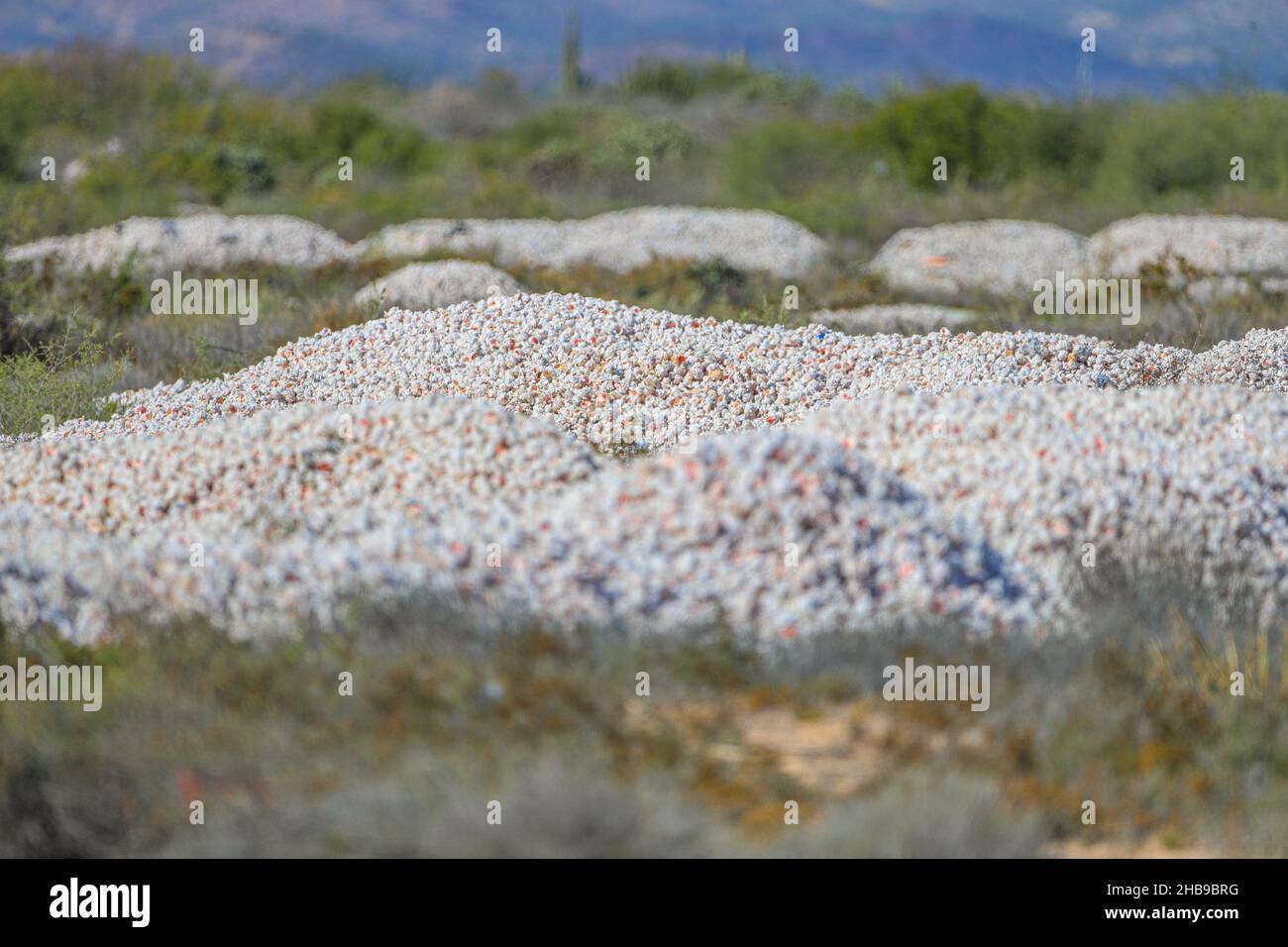 Thousands of white snail shells on the ground among the scrub and ...