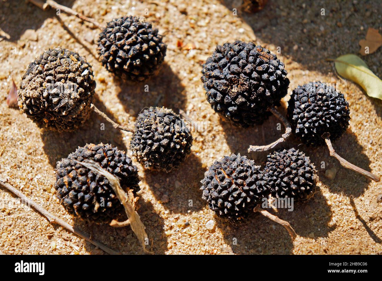 Seeds on tropical forest floor Stock Photo - Alamy