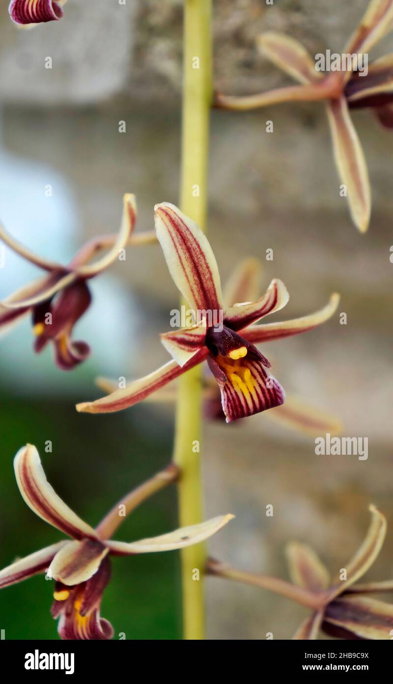 Orchids in the greenhouse, Rio, Brazil Stock Photo - Alamy