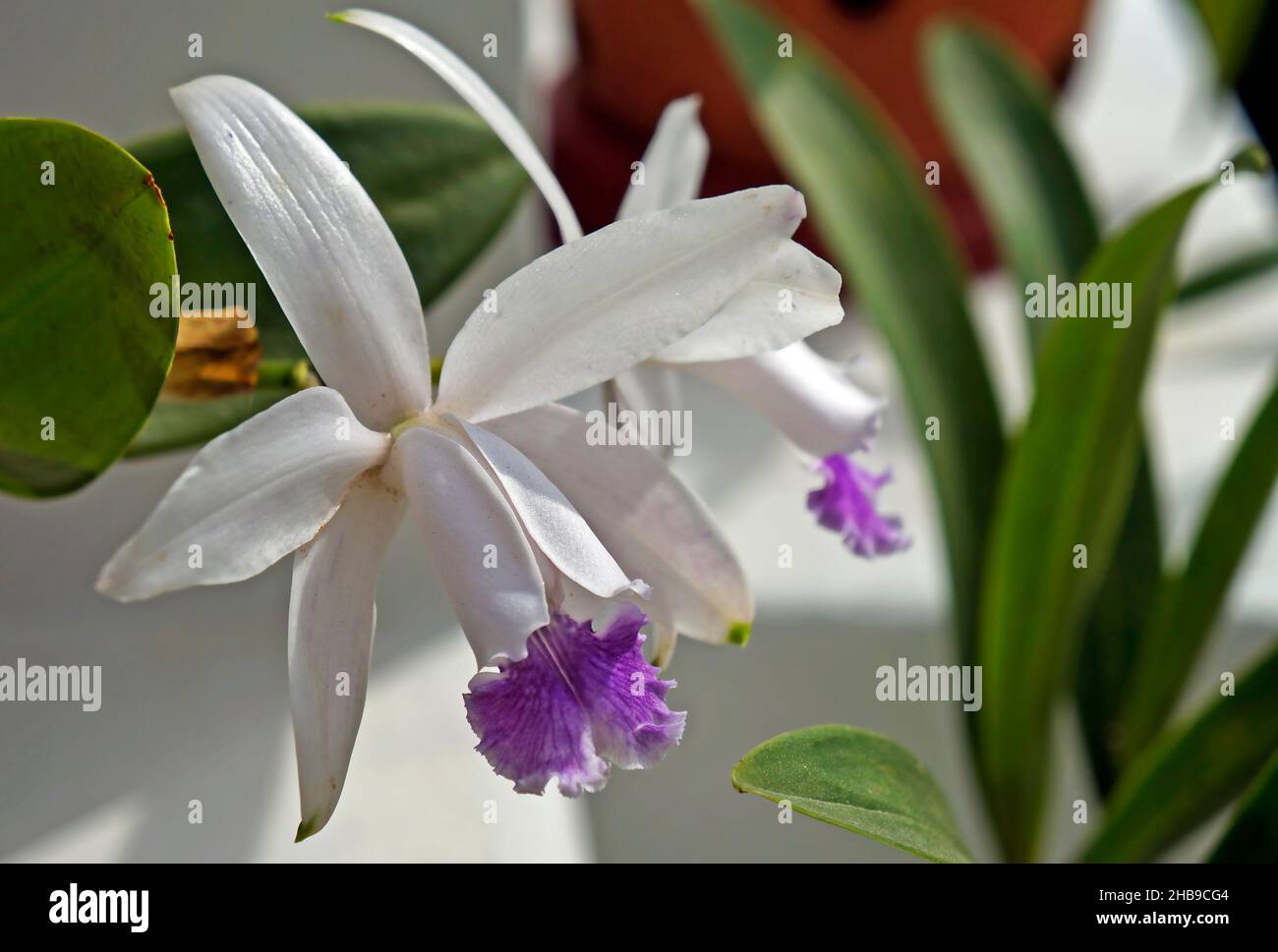 Orchids in the greenhouse, Rio, Brazil Stock Photo - Alamy
