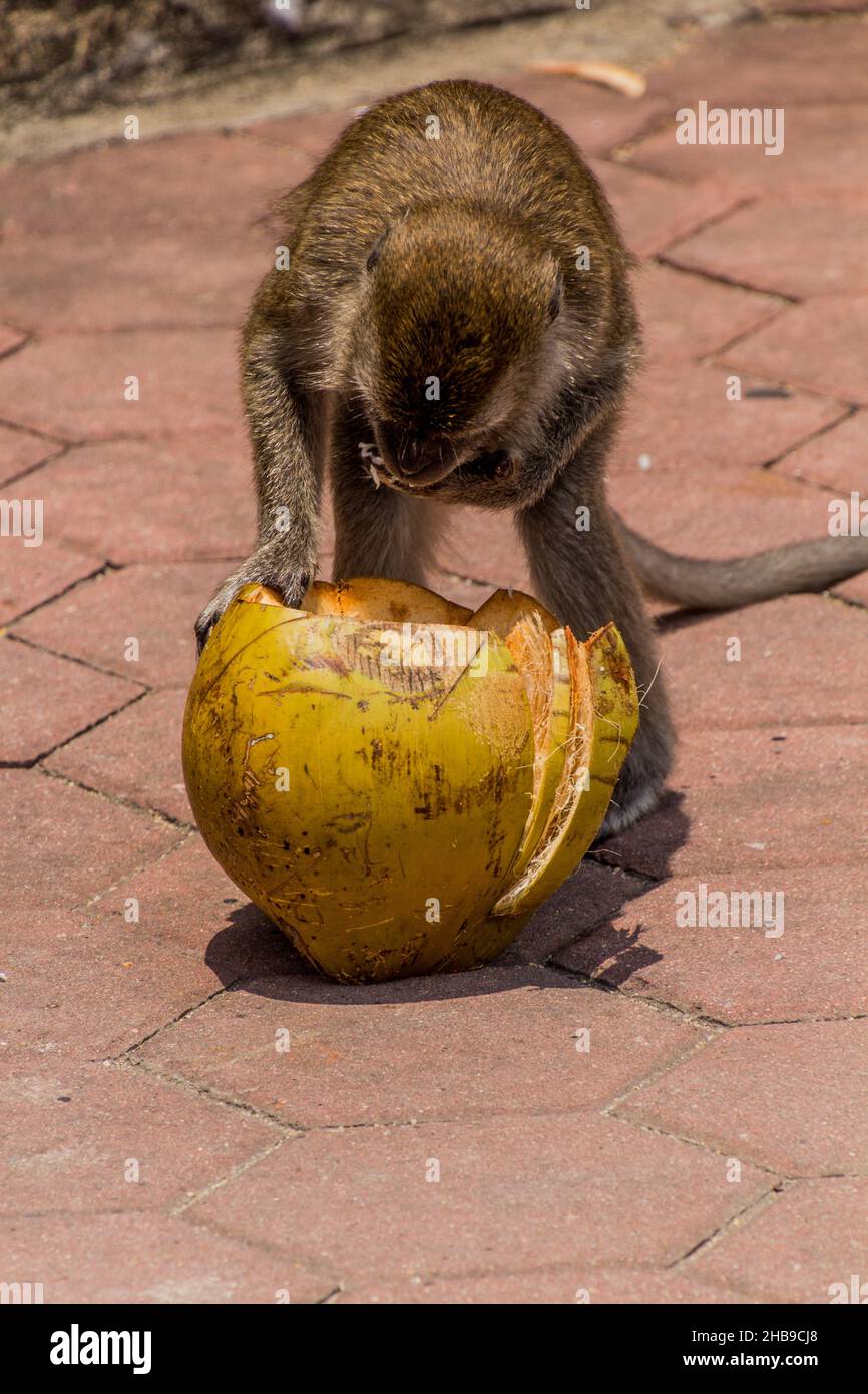 Long-tailed macaque eating a coconut near Batu caves, Malaysia Stock ...