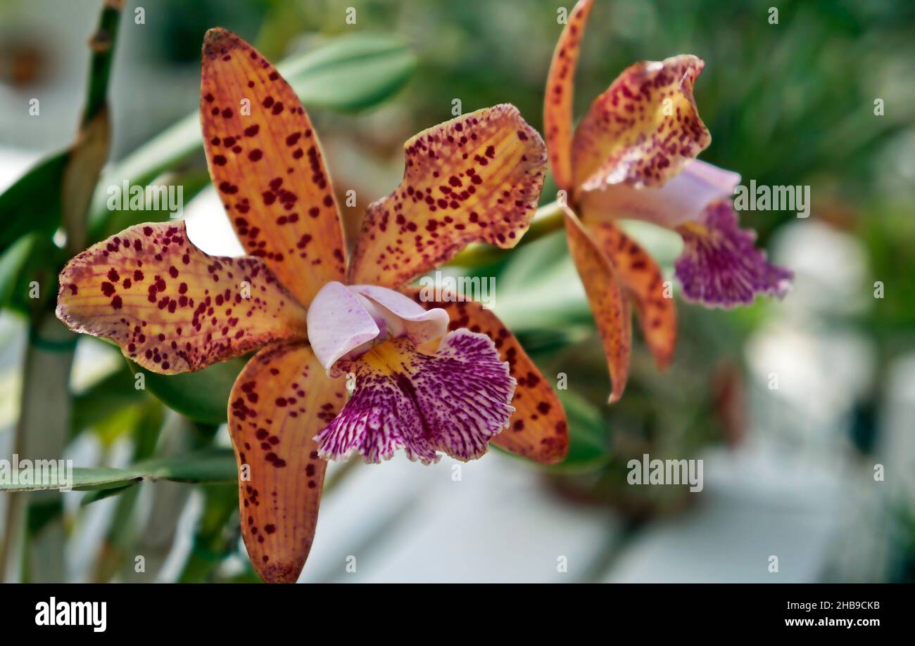 Orchids in the greenhouse, Rio, Brazil Stock Photo - Alamy