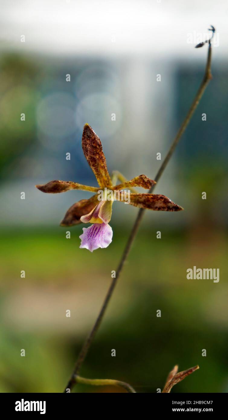 Orchids in the greenhouse, Rio, Brazil Stock Photo - Alamy