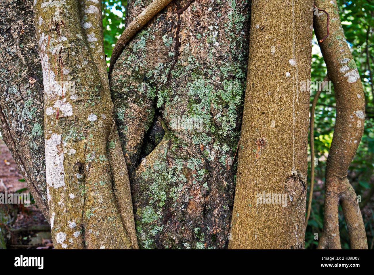 Tree trunk with lichen on tropical forest Stock Photo - Alamy
