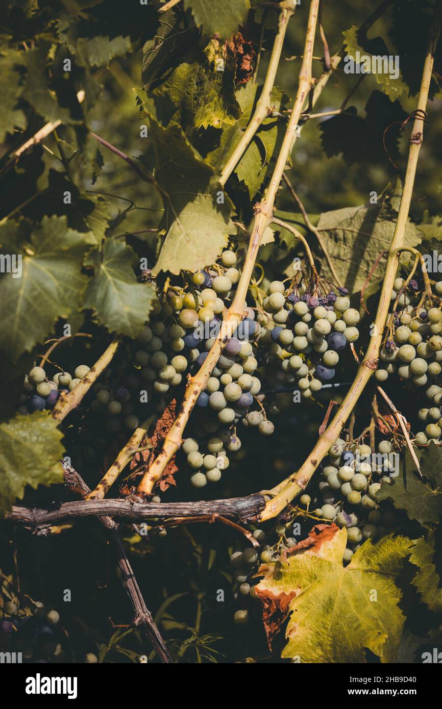 Beautiful shot grapes ripening hi-res stock photography and images - Alamy