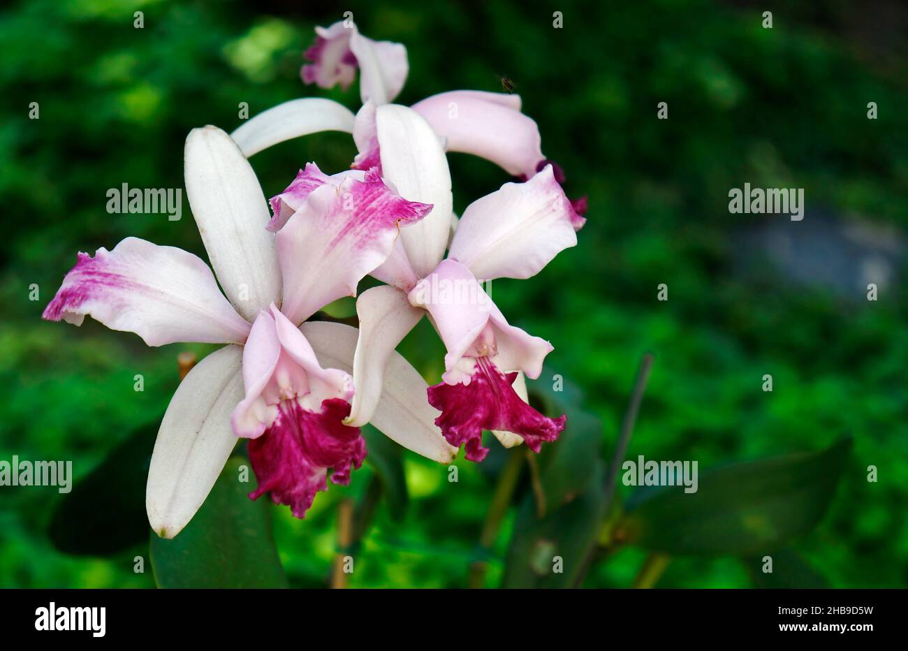 Orchids in the greenhouse, Rio, Brazil Stock Photo - Alamy