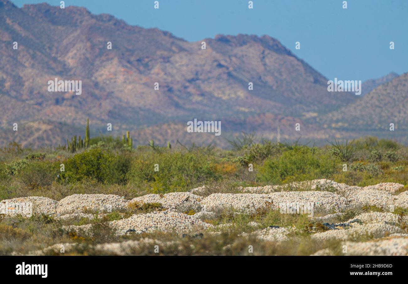 Thousands of white snail shells on the ground among the scrub and ...
