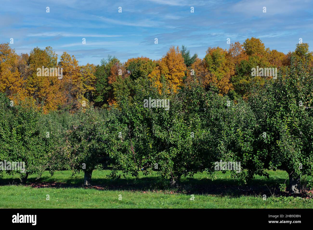 fall foliage at the edge of an orchard in new england Stock Photo - Alamy