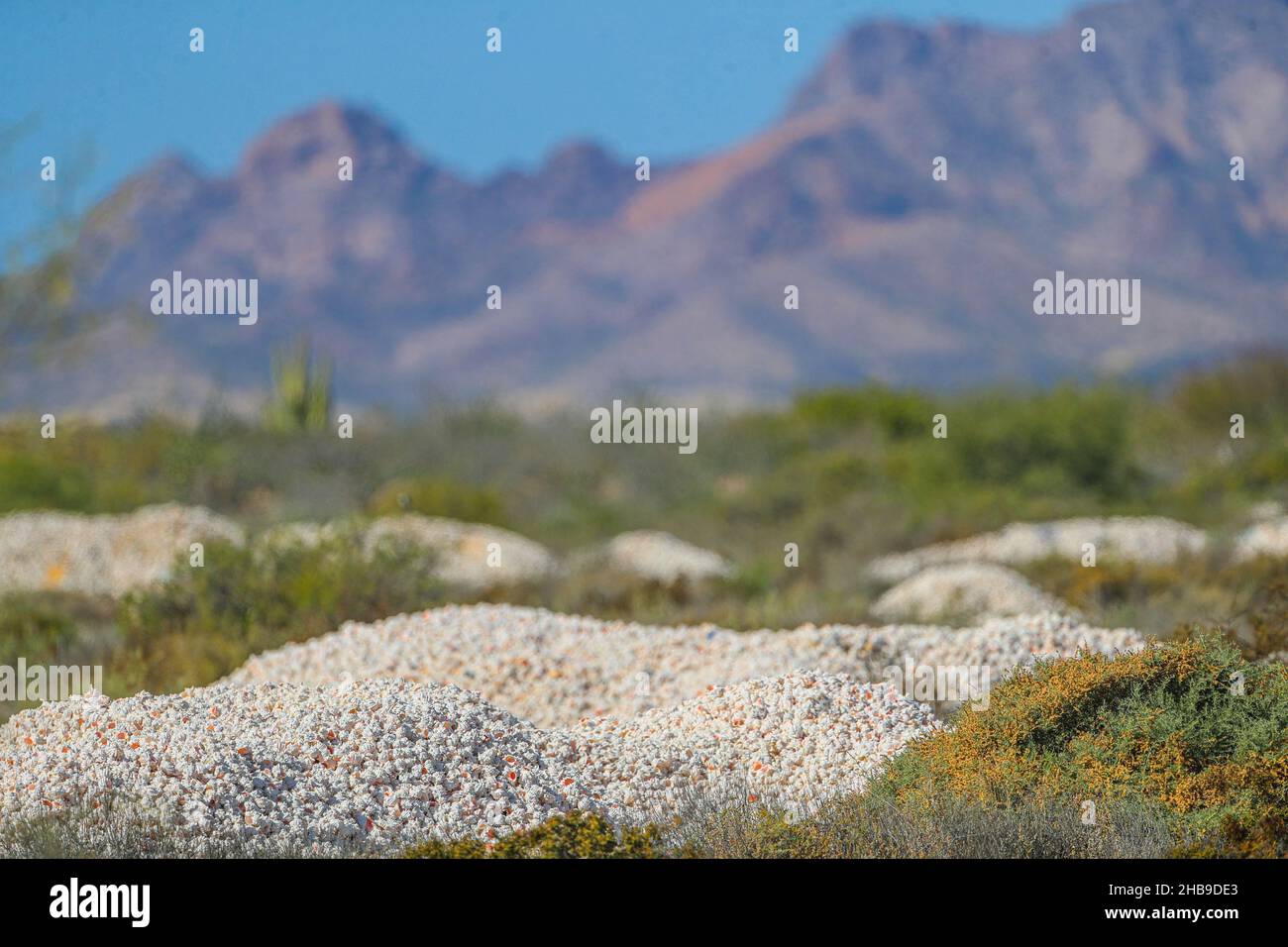 Thousands of white snail shells on the ground among the scrub and ...