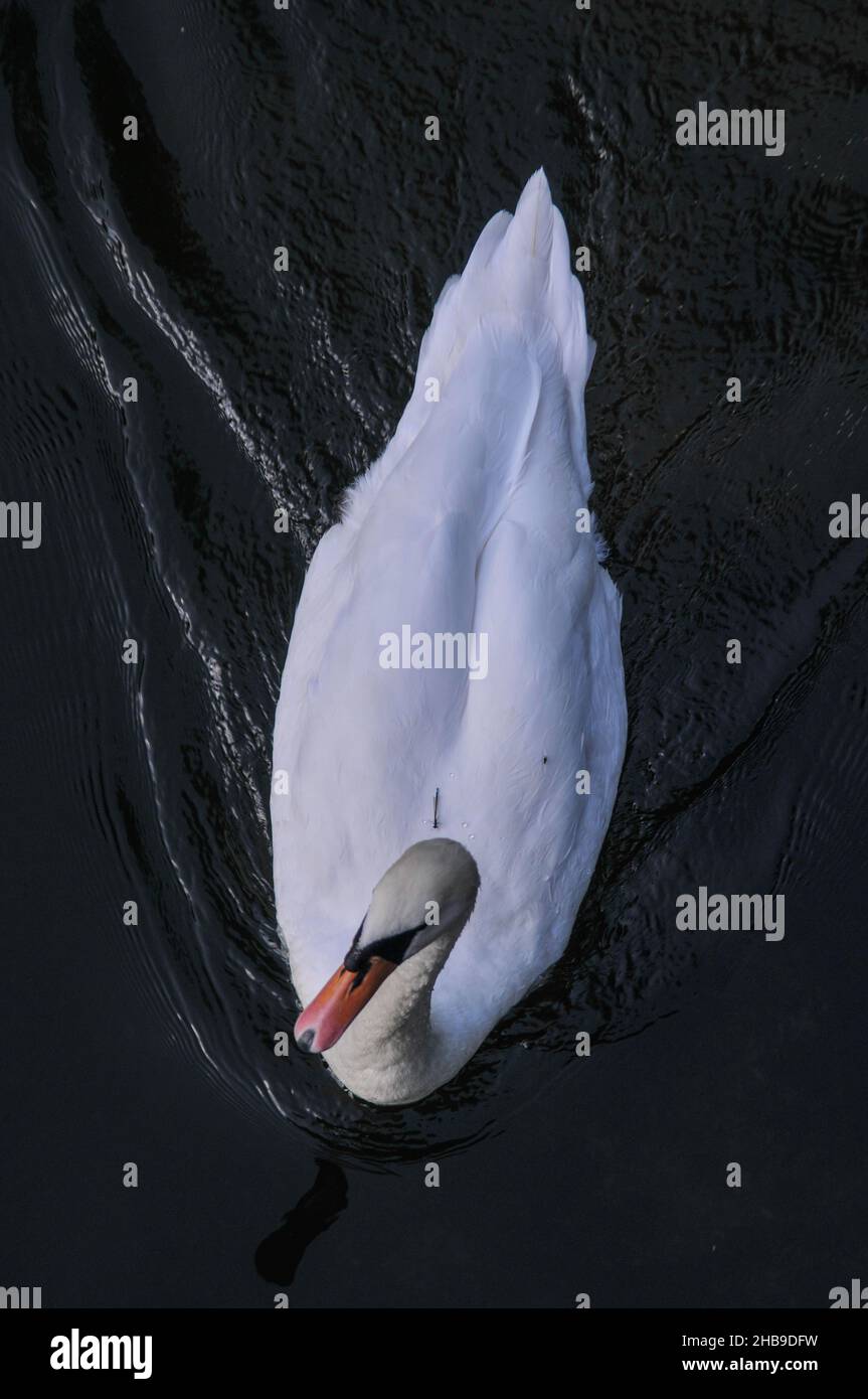 Vertical top view of a white swan swimming in a lake Stock Photo - Alamy
