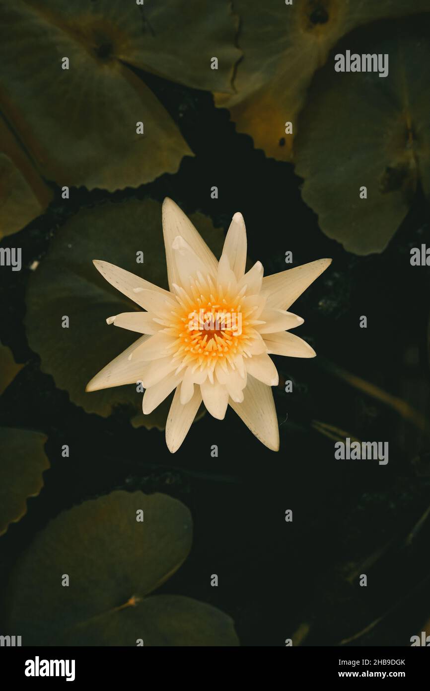Vertical top view of a blooming water lily Stock Photo - Alamy