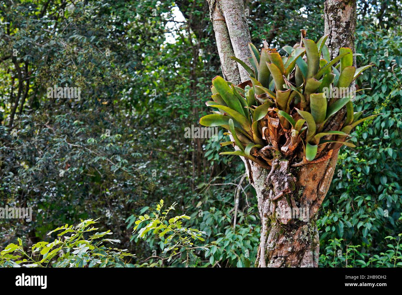 Bromeliads rainforest hi-res stock photography and images - Alamy