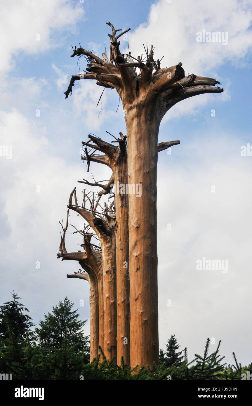 Beautiful view of a landscape with a range of dried trees Stock Photo ...