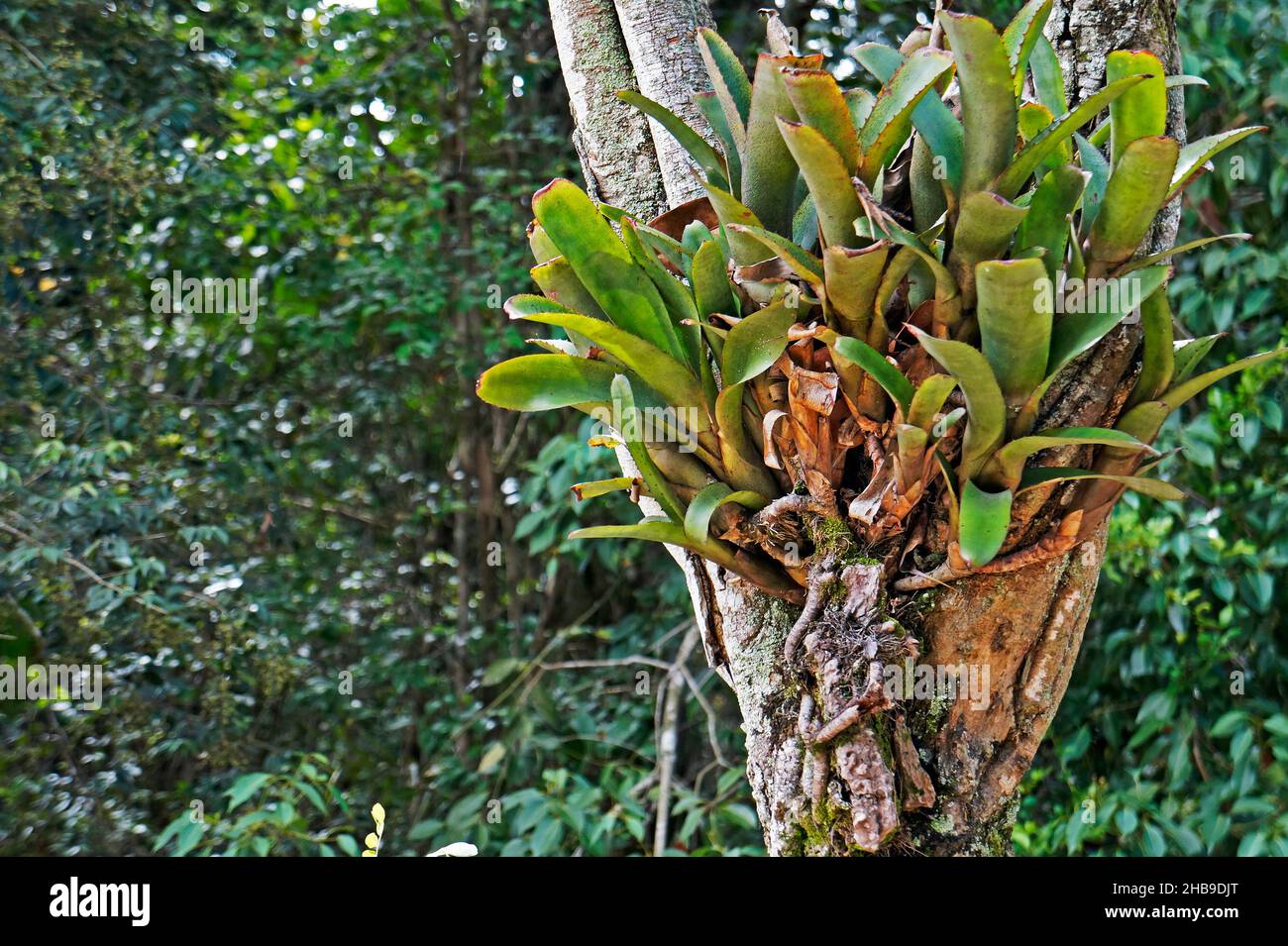 Bromeliads Rainforest High Resolution Stock Photography and Images - Alamy