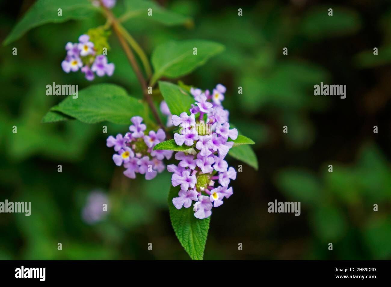 Bushy lippia flowers (Lippia alba Stock Photo - Alamy