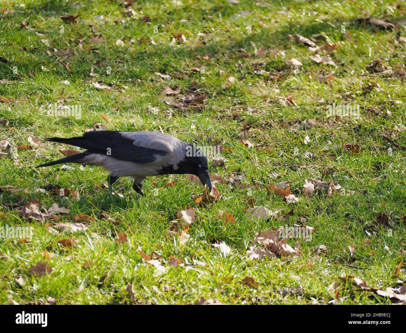 Closeup shot of a crow on the grass Stock Photo - Alamy