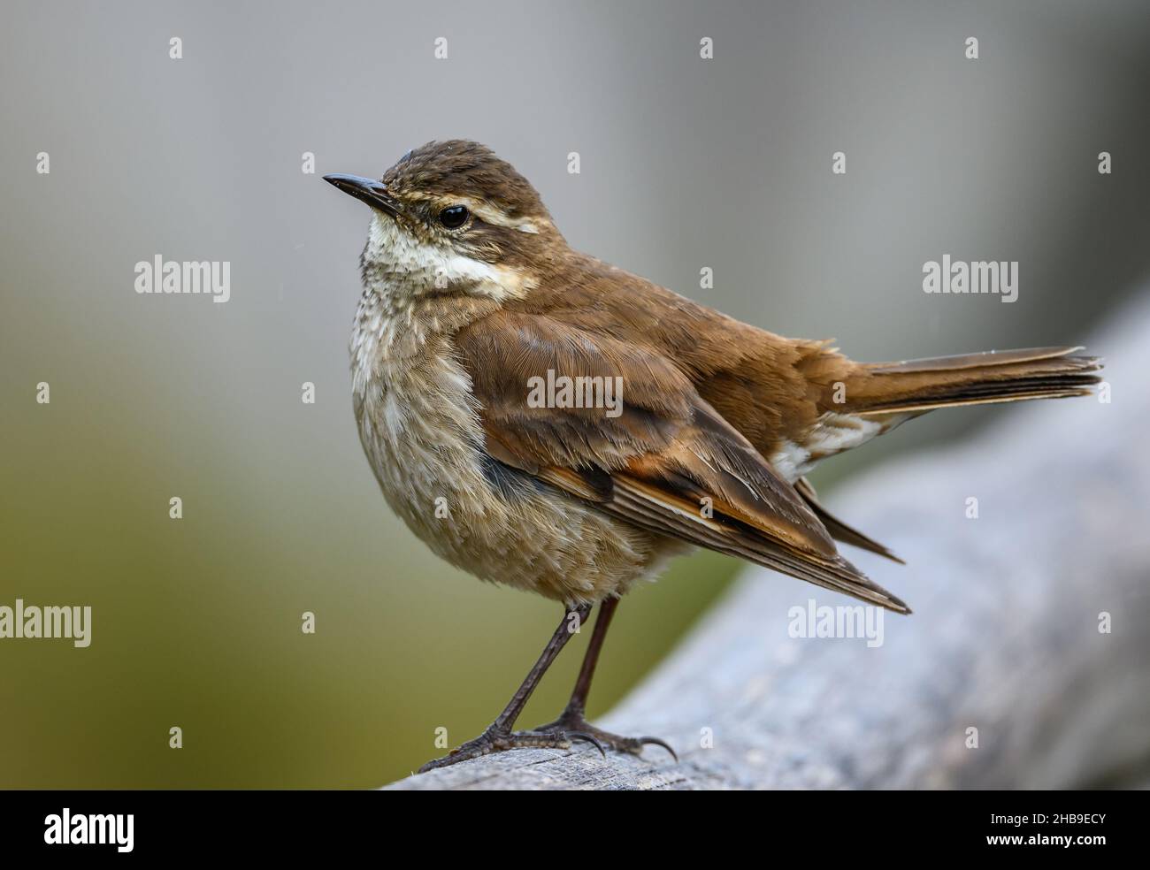 A Chestnut-winged Cinclodes (Cinclodes albidiventris) standing on a log. Cajas National Park ...