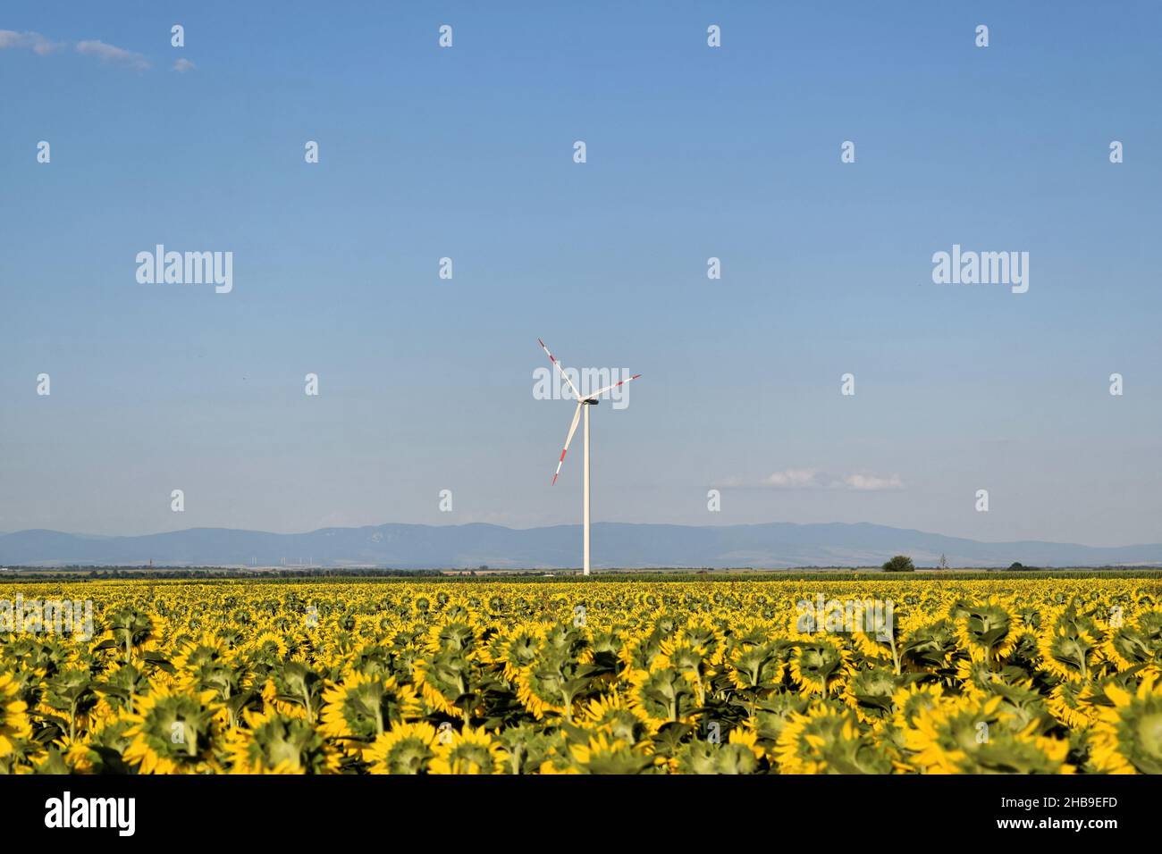Wind turbines farm sunflowers hi-res stock photography and images - Alamy