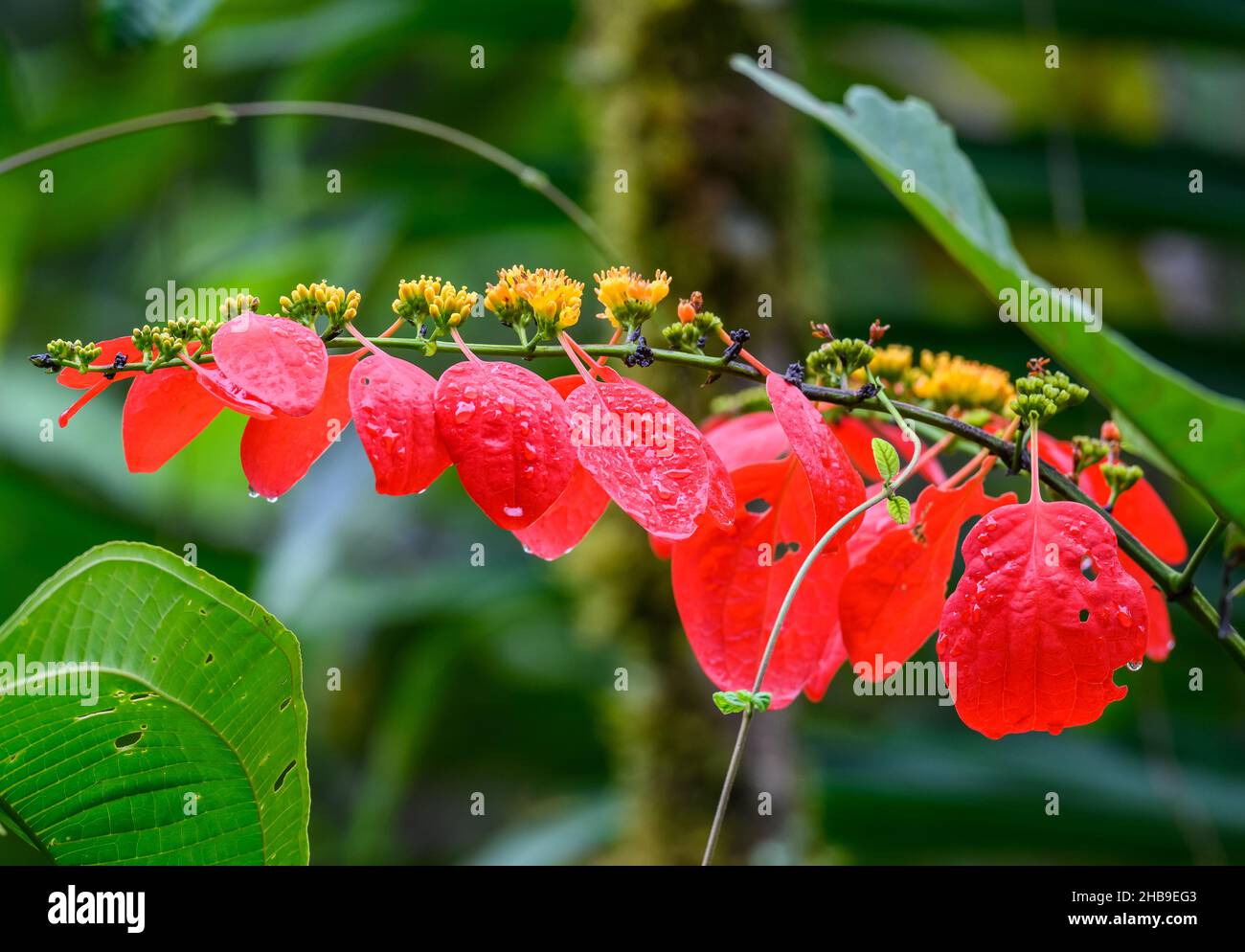 Red bracts and yellow flower of wild Chaconia (Warszewiczia coccinea ...