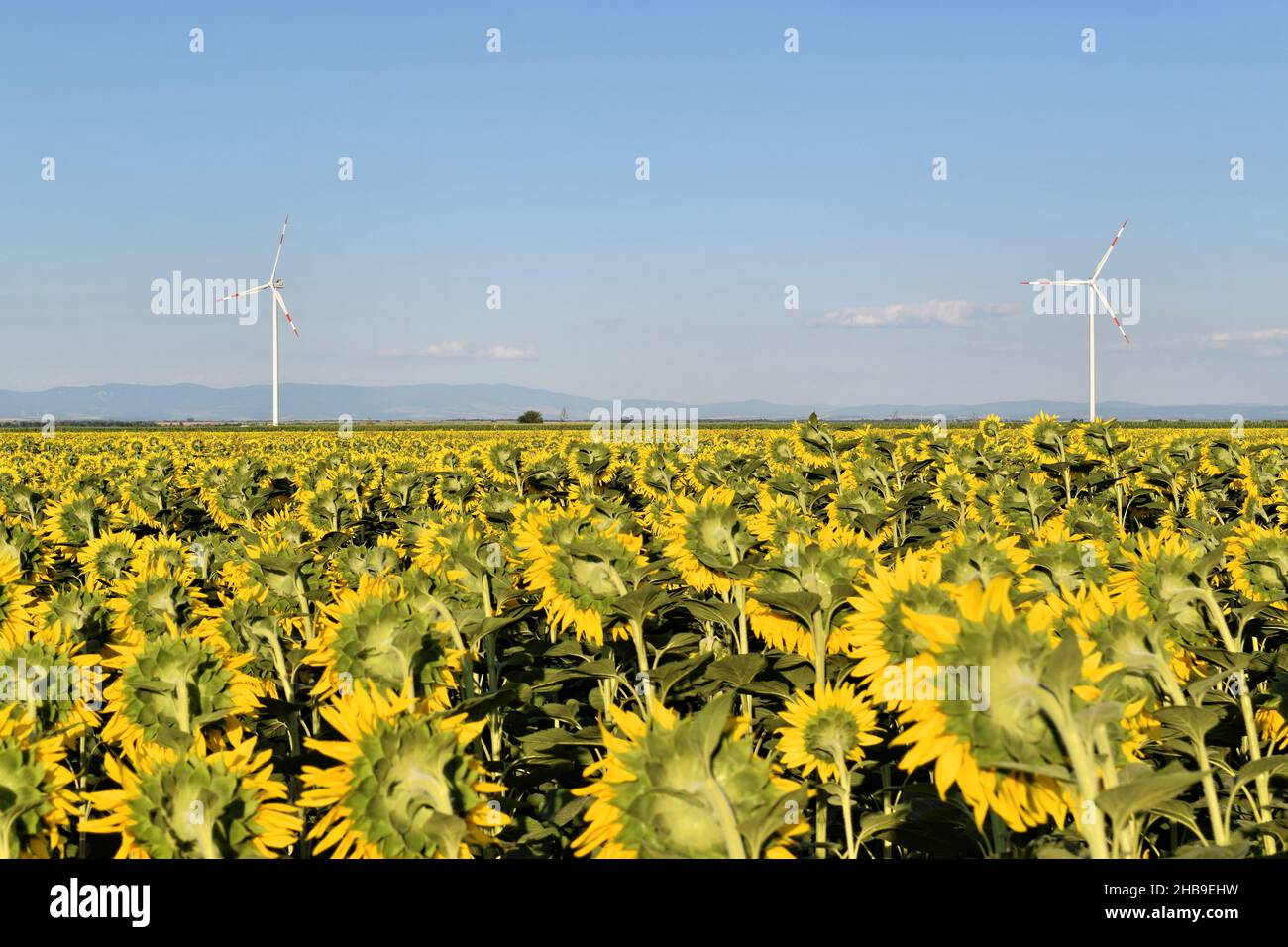 Field blooming sunflowers in wind hi-res stock photography and images ...