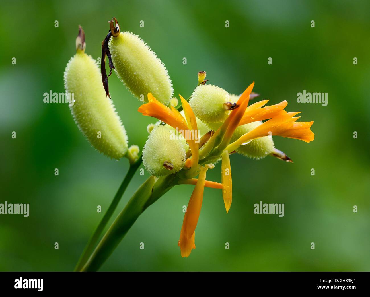 Flowers and seed pods of Canna jaegeriana. Ecuador, South America Stock ...